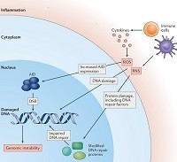 News and Opinion | Systemic lupus erythematosus