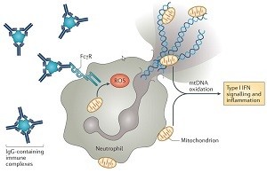 News and Opinion | Systemic lupus erythematosus