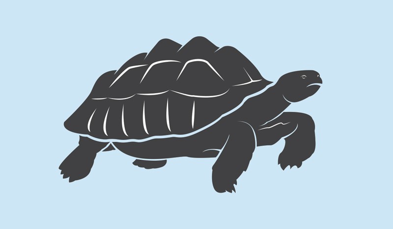 Tortoise-inspired device for oral delivery of biologics