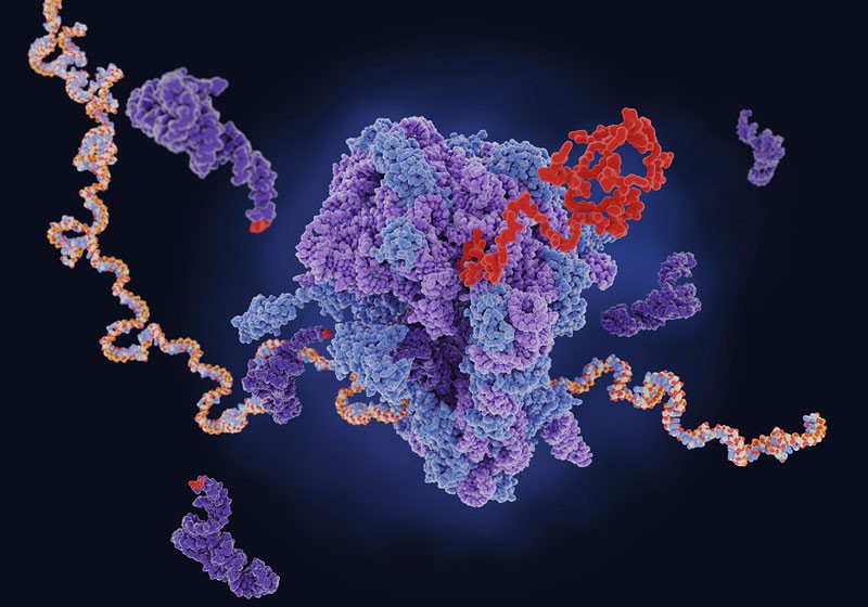 Modified mRNA produces frameshifted peptides
