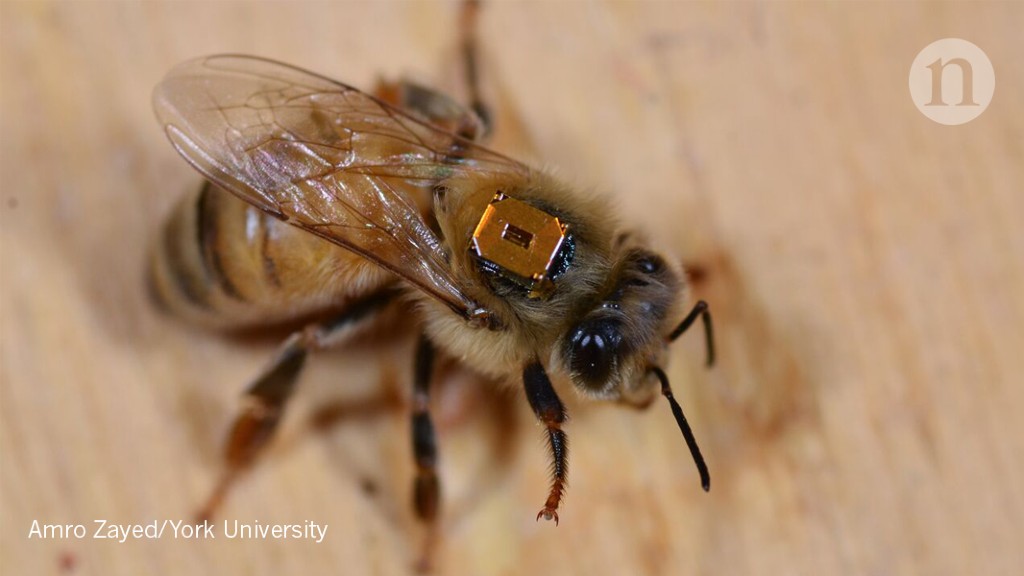 Field tests reveal bees’ pesticide susceptibility