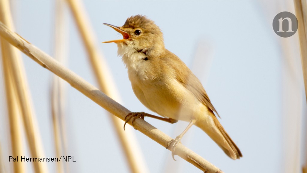 Birds sense magnetic fields to determine longitude