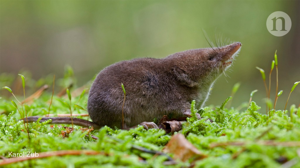 Coming of winter signals shrinking shrew skulls