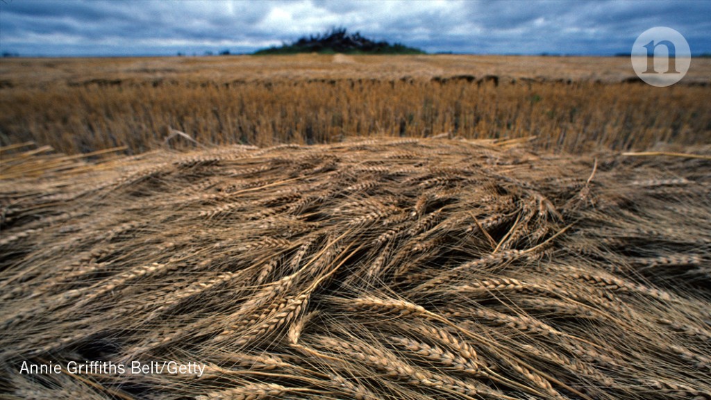 Scientists finally complete wheat genome