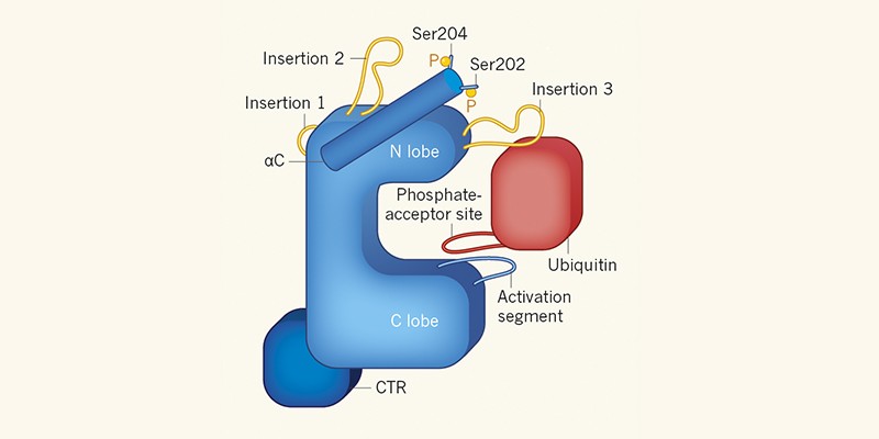 Vivid views of the PINK1 protein