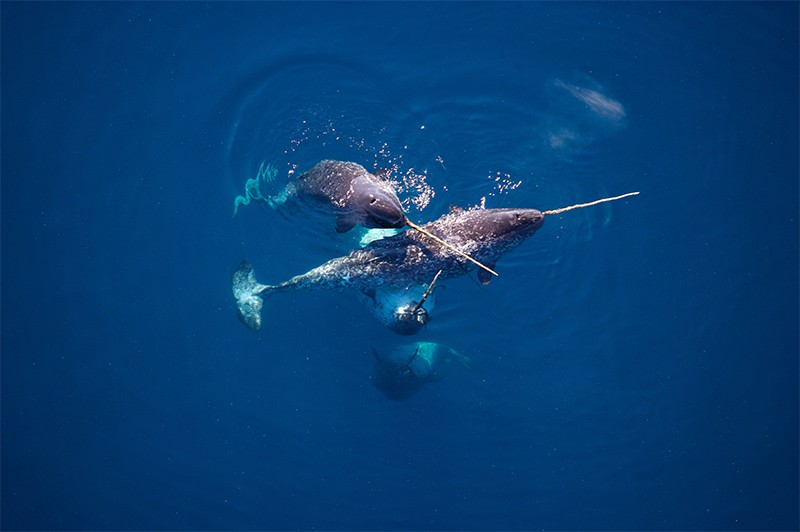 Narwhals’ mixed-up response to fear could kill them