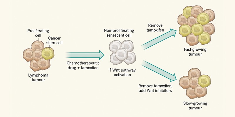 Escape from senescence boosts tumour growth