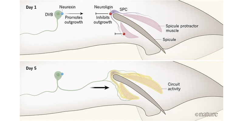Neuronal plasticity in nematode worms