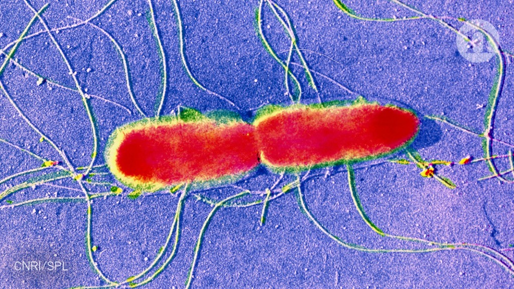 Typhoid vaccine, dementia research and discrimination in science