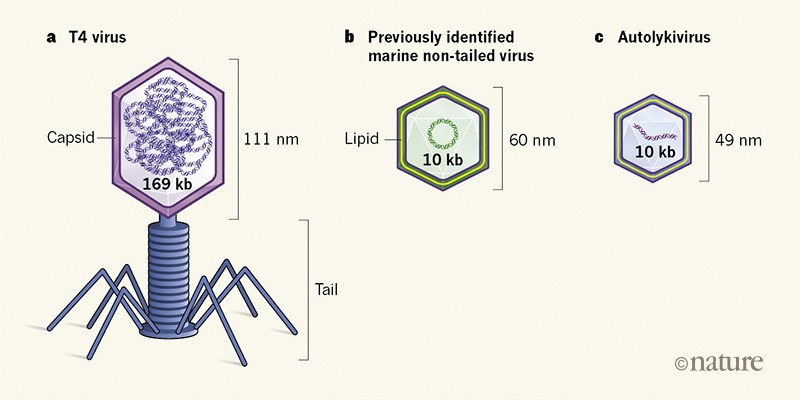 A non-tailed twist in the viral tale