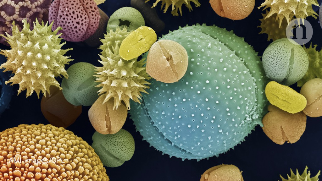 Pollen weighs in on a climate conundrum