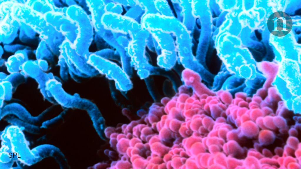 Wild primates threaten efforts to wipe out skin disease