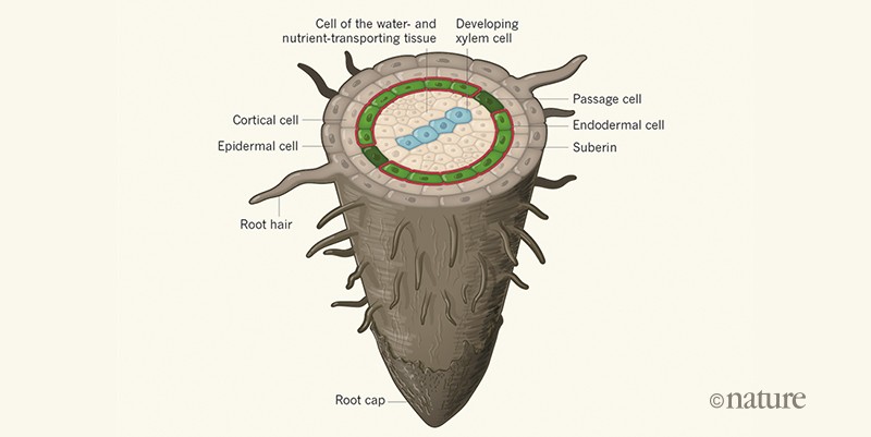 A cellular passage to the root interior