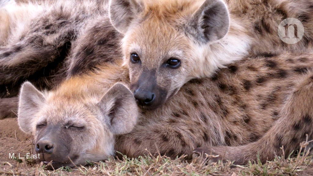 High social status is a blessing and a curse for hyenas