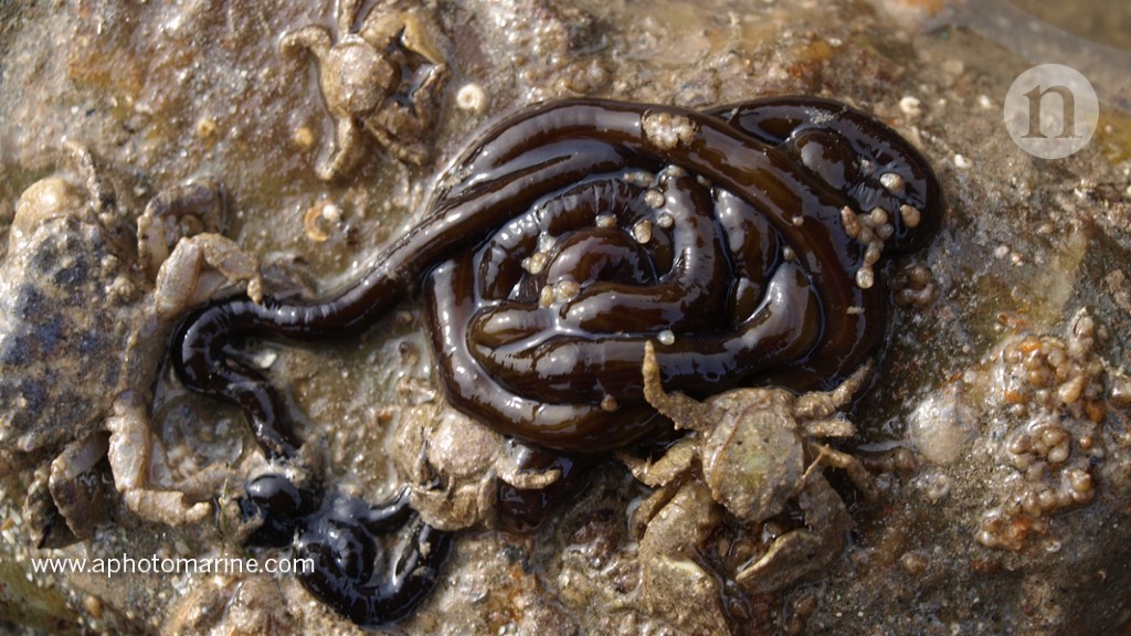 World’s longest animal boasts a potent poison