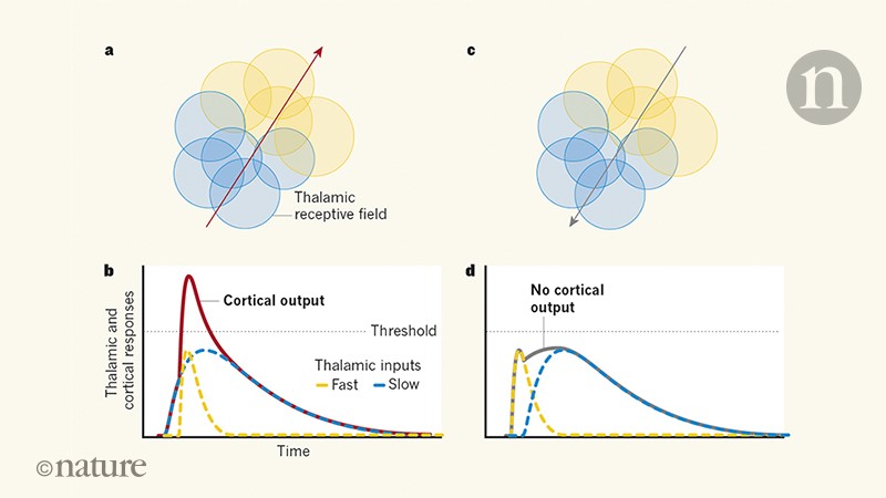Motion processing picks up speed in the brain