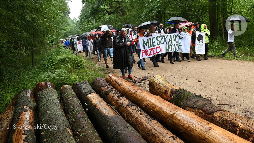 EU’s top court says logging in Poland’s ancient forest was illegal