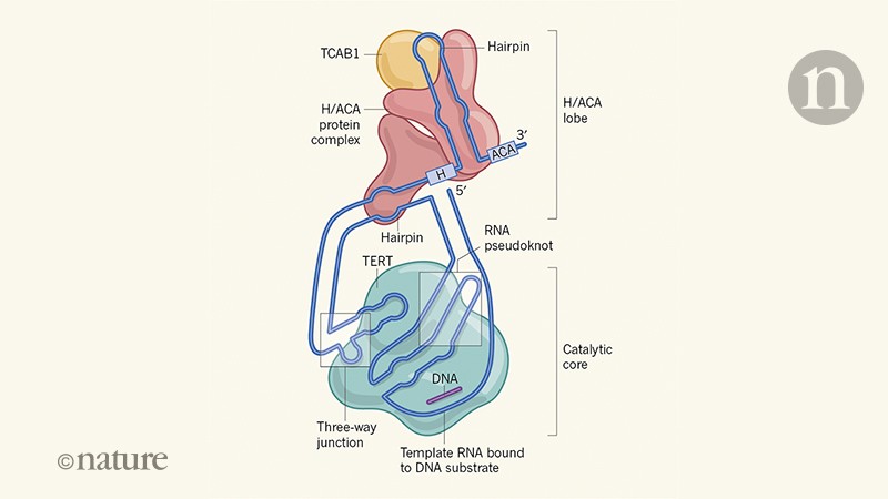 Detailed view of human telomerase enzyme invites rethink of its structure