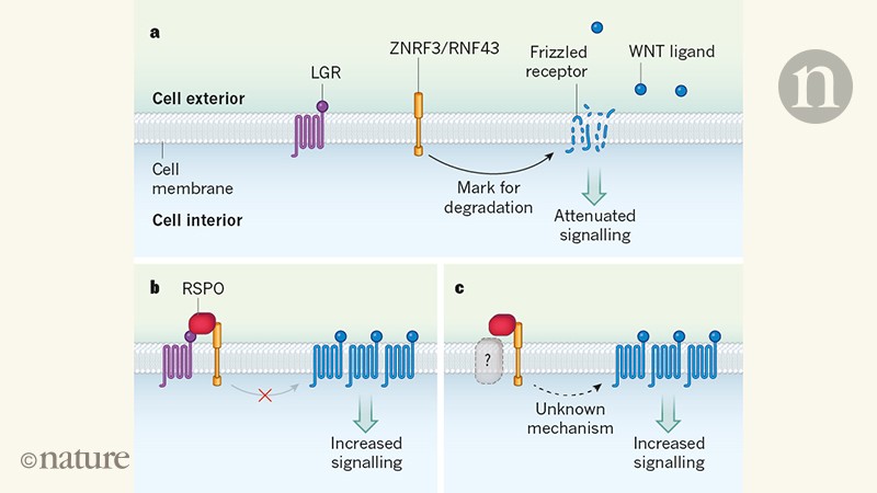 Rethinking WNT signalling