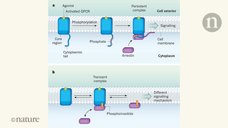 Activation mechanisms for a universal signalling protein