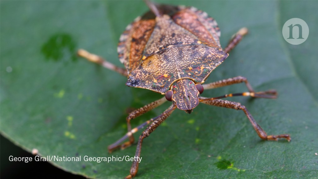 Stink bugs leave DNA footprints on produce