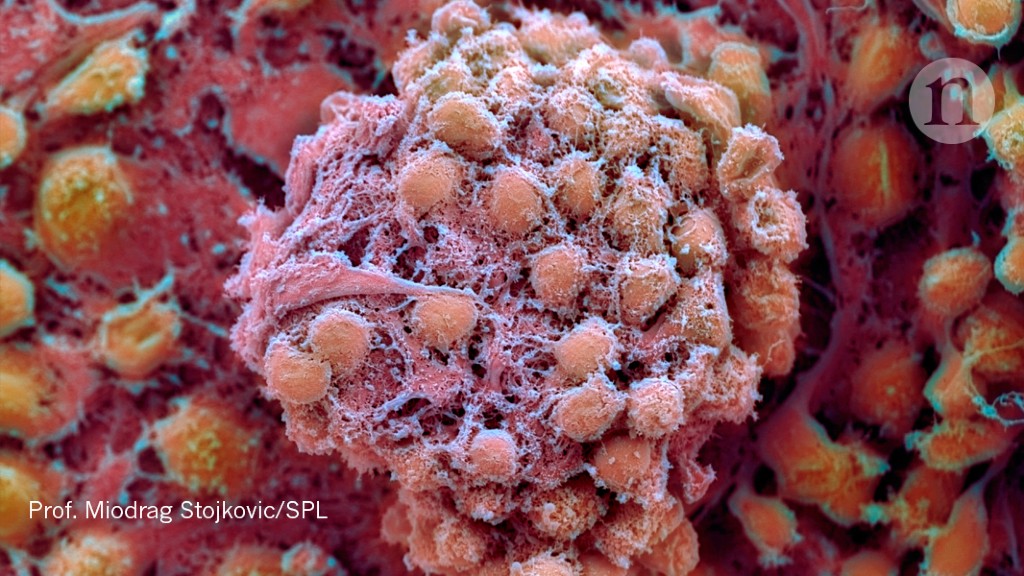 Hybrid human–chicken embryos illuminate key developmental milestone