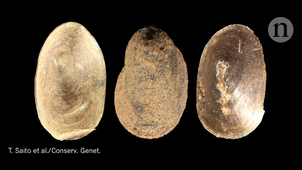 The invasive snail that fooled zoologists