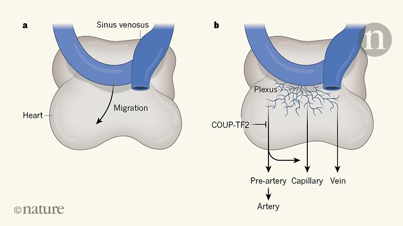 Coronary artery development, one cell at a time