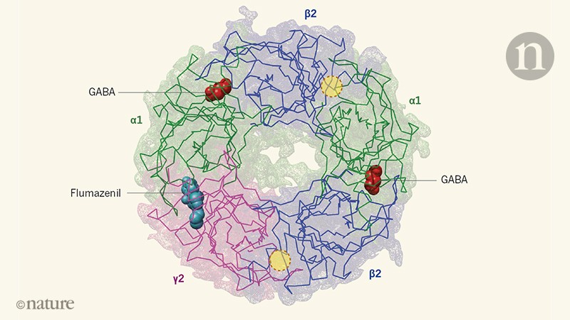 Key receptor involved in neuronal signalling visualized