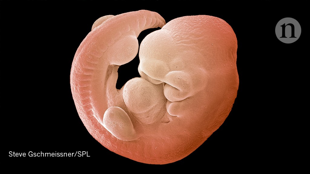 Mouse embryos’ balancing act revealed