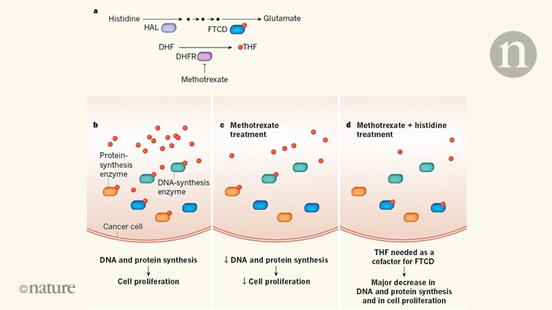 Histidine metabolism boosts cancer therapy