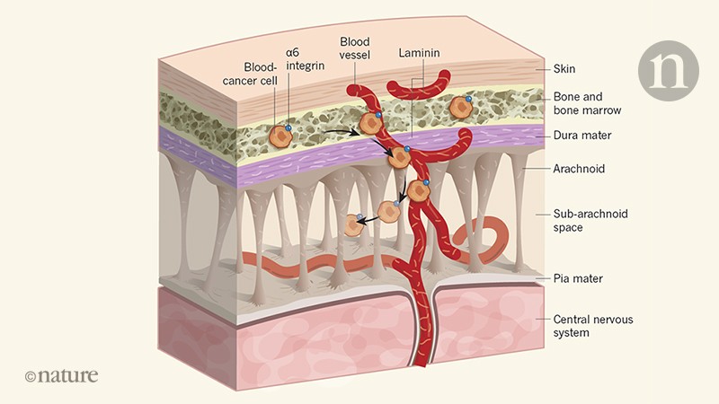 Leukaemia follows a blood-vessel track to enter the nervous system
