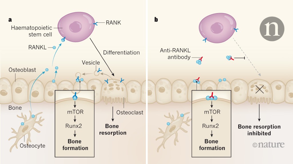 Receptor becomes a ligand to control bone remodelling