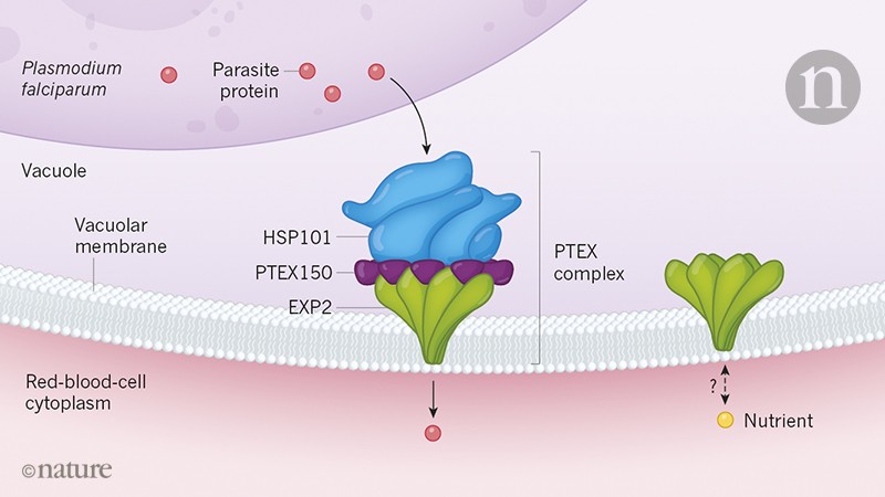 Spotlight on proteins that aid malaria