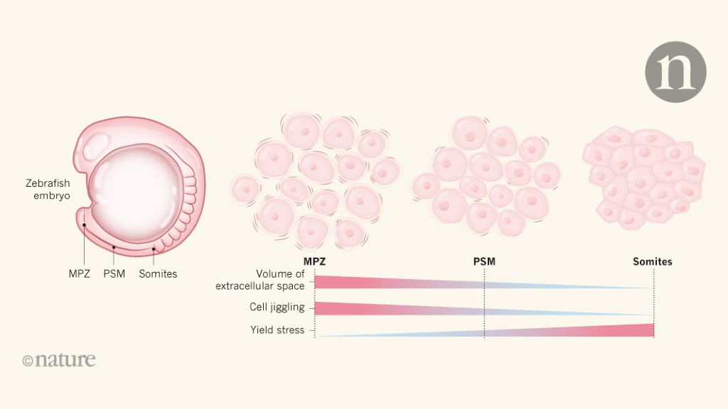 Tissue ‘melting’ sculpts embryo