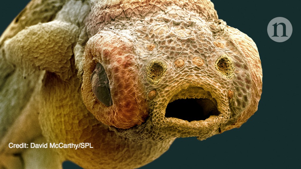 University clears NgAgo gene-editing study authors of deception