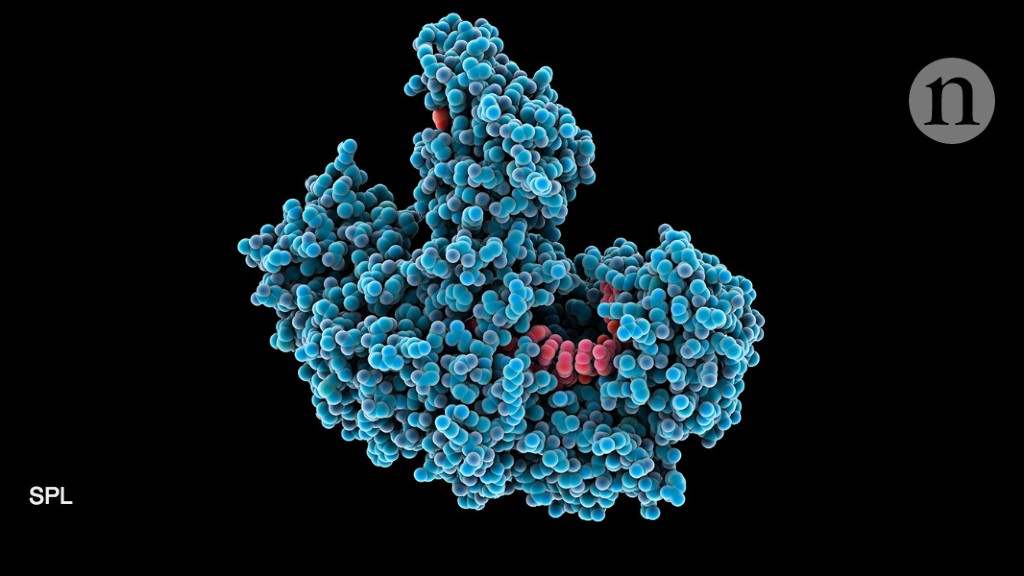 University clears NgAgo gene-editing study authors of deception