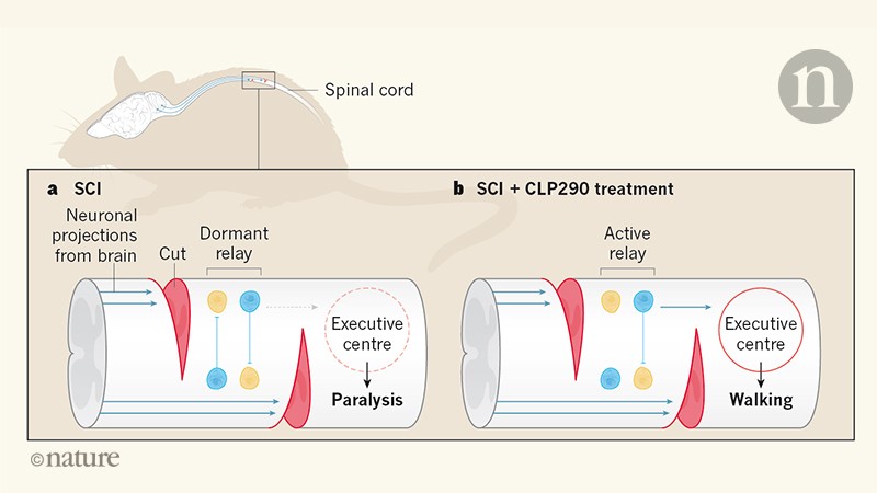 Reducing neuronal inhibition restores locomotion in paralysed mice