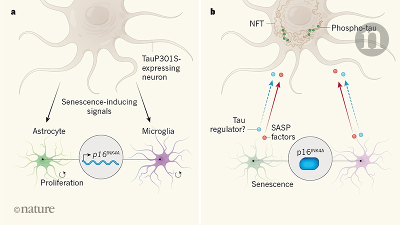 Elimination of senescent cells prevents neurodegeneration in mice