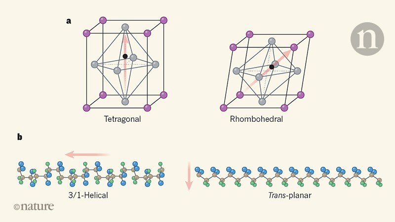 Ferroelectric polymers morph into action