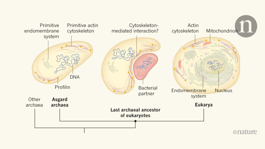 The eukaryotic ancestor shapes up