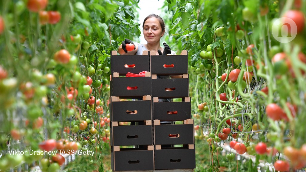 Super-tomato shows what plant scientists can do