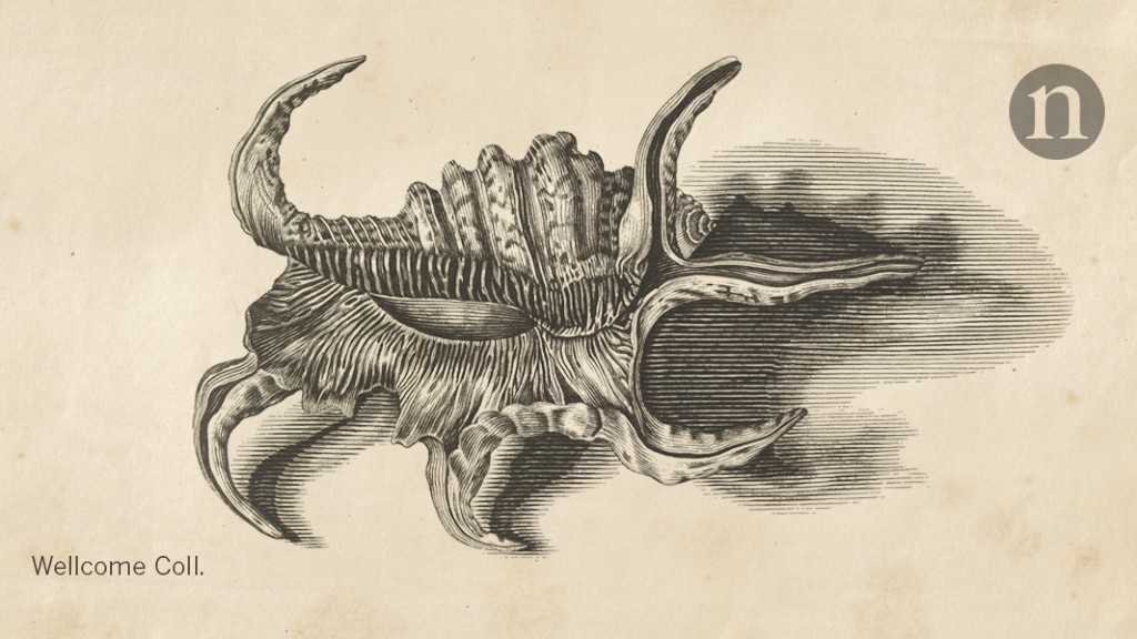 Scientific Illustration