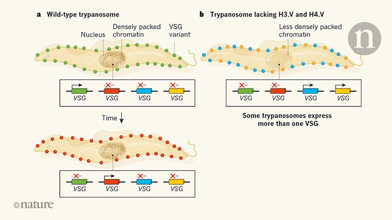 Chromatin clues to the trypanosome parasite’s uniform coat