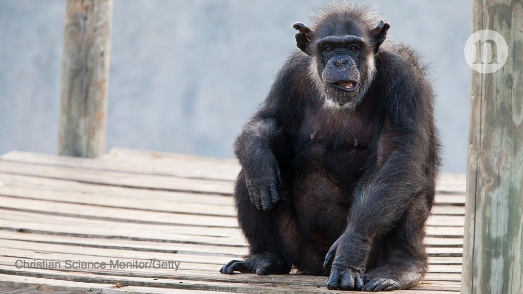 NIH releases plan for determining whether sick research chimps should ...