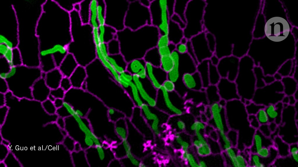 Crystal-clear movies show ﻿the bustling activity inside a cell