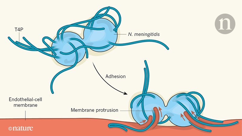 Nanofibres induce remodelling of cell membranes