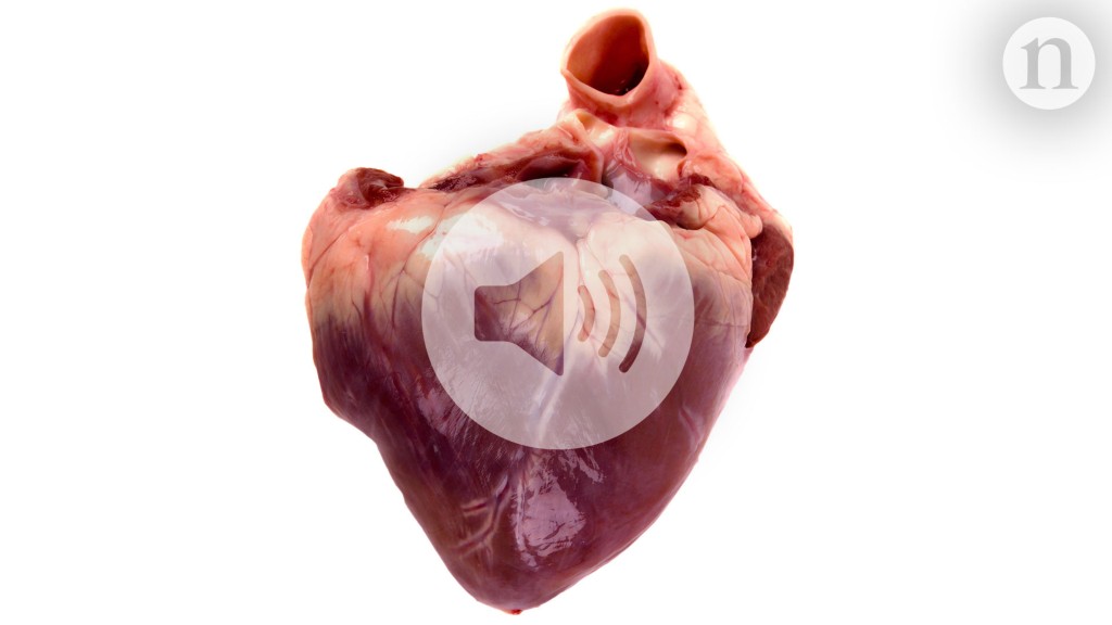 Listen: Pig-heart transplants in baboons work for longer than ever before