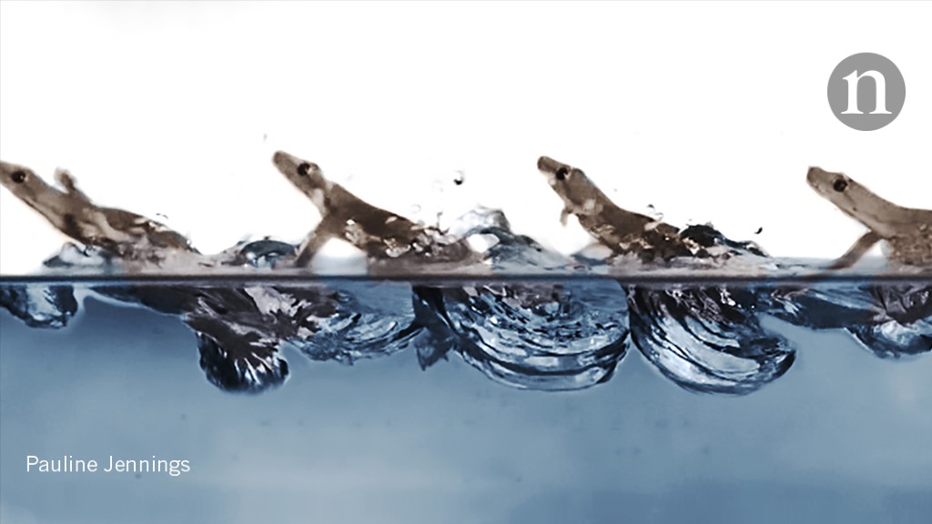 Geckos ﻿slap their feet and swish their tails to race over water