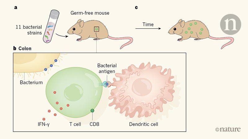 A gut punch fights cancer and infection
